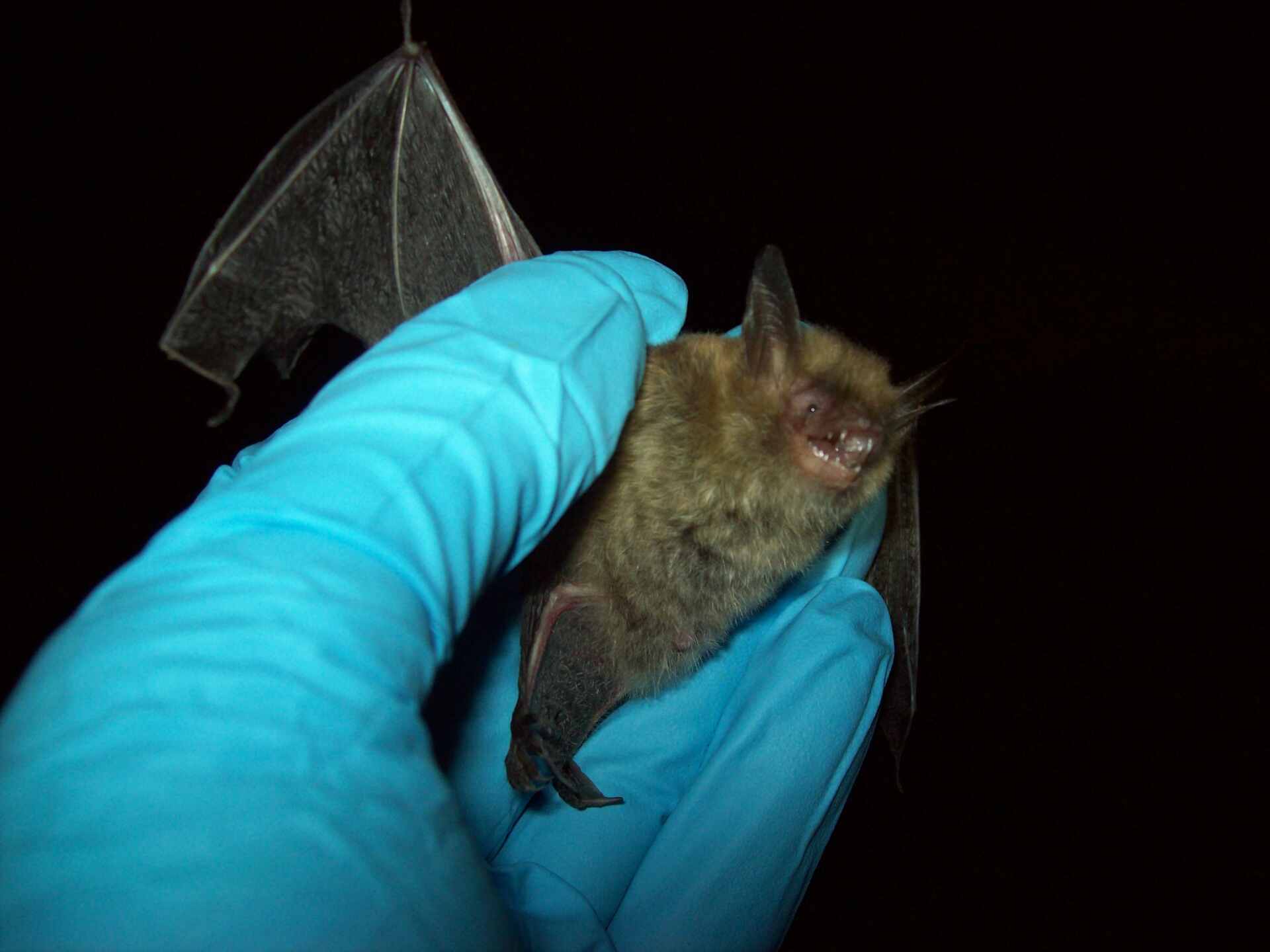 RK&K Providing Solutions to Protect Threatened and Endangered Bat Species | RK&K News