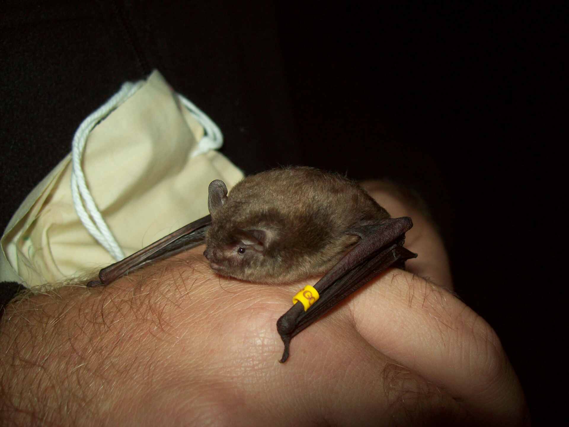 RK&K Providing Solutions to Protect Threatened and Endangered Bat Species | RK&K News